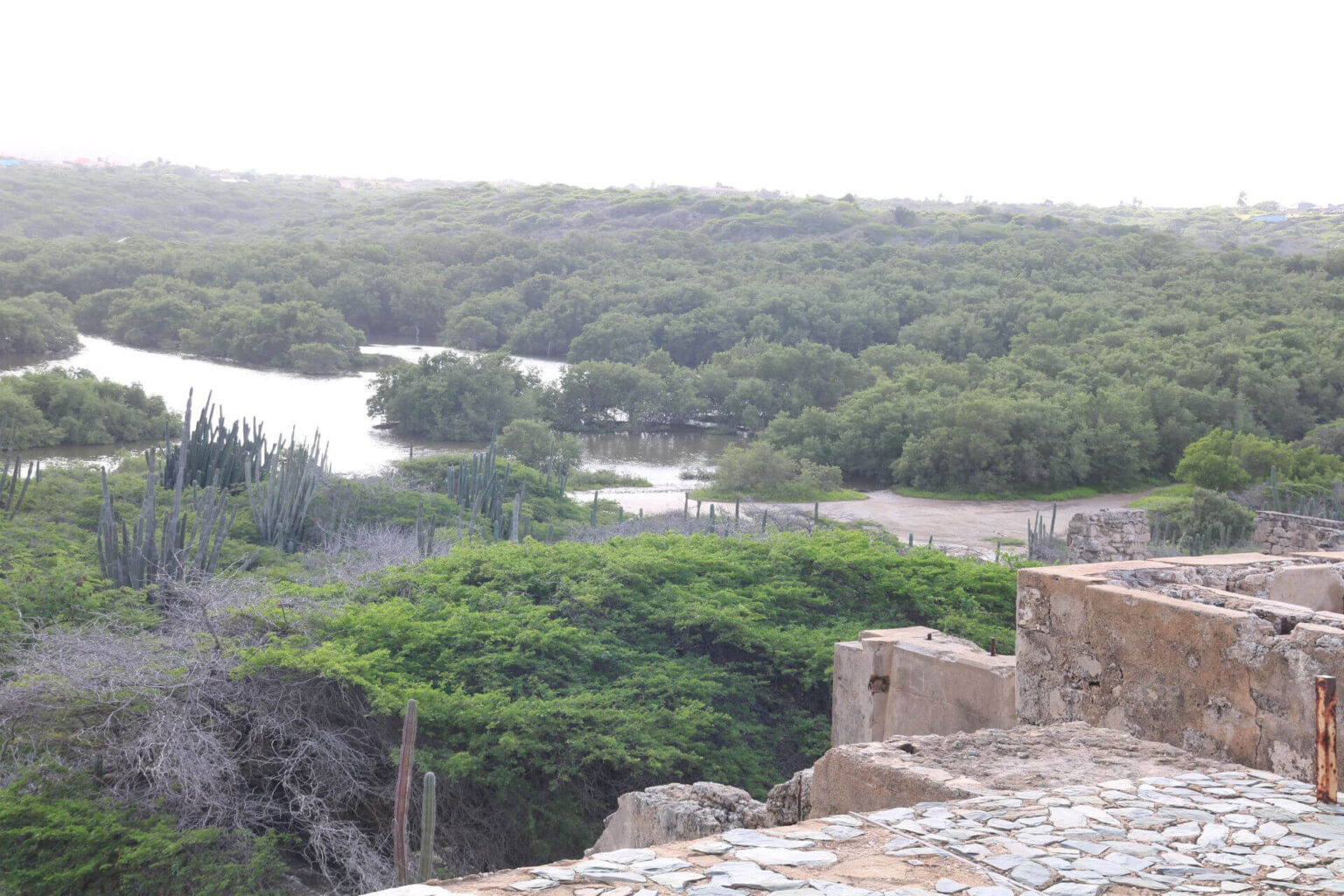Discover the Hidden Gem of Aruba: Spanish Lagoon Mangrove Trail & Bird ...