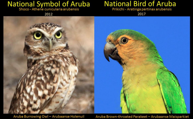 Aruba Bird Checklist: 266 Unique Bird Species in Aruba