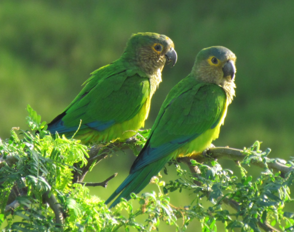 Brown-Throated Parakeet – Aruba’s National Bird, the “Prikichi”